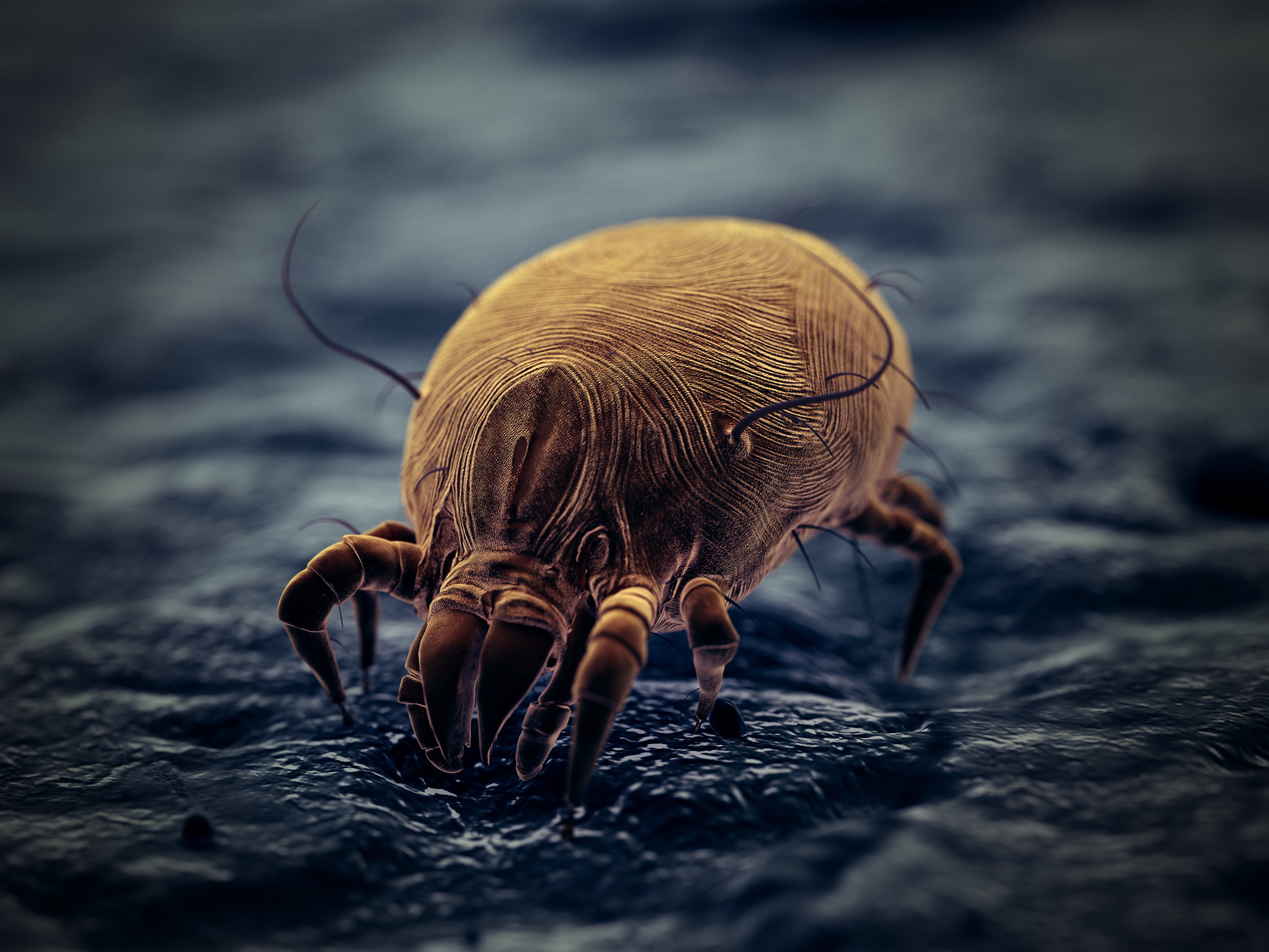 Milben im Haus - Tipps gegen Milbenbisse und Hausstaubmilben — Silberkraft